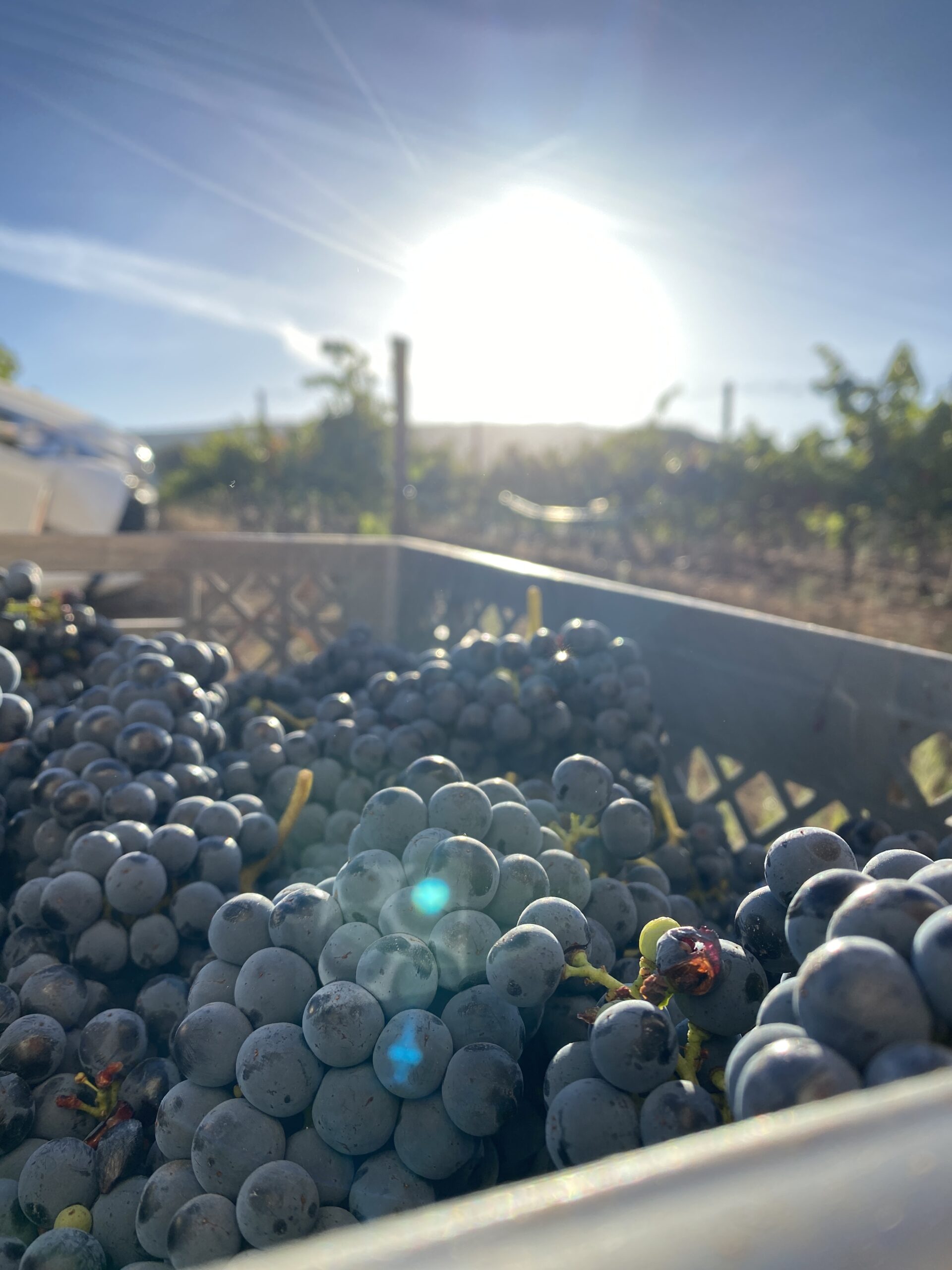 Sao Mamede Wine Project